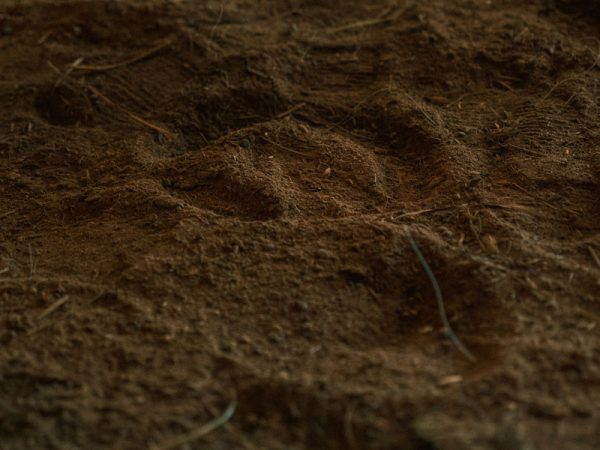 Horse Arena Sand Guide | FST Sand & Gravel Corona CA